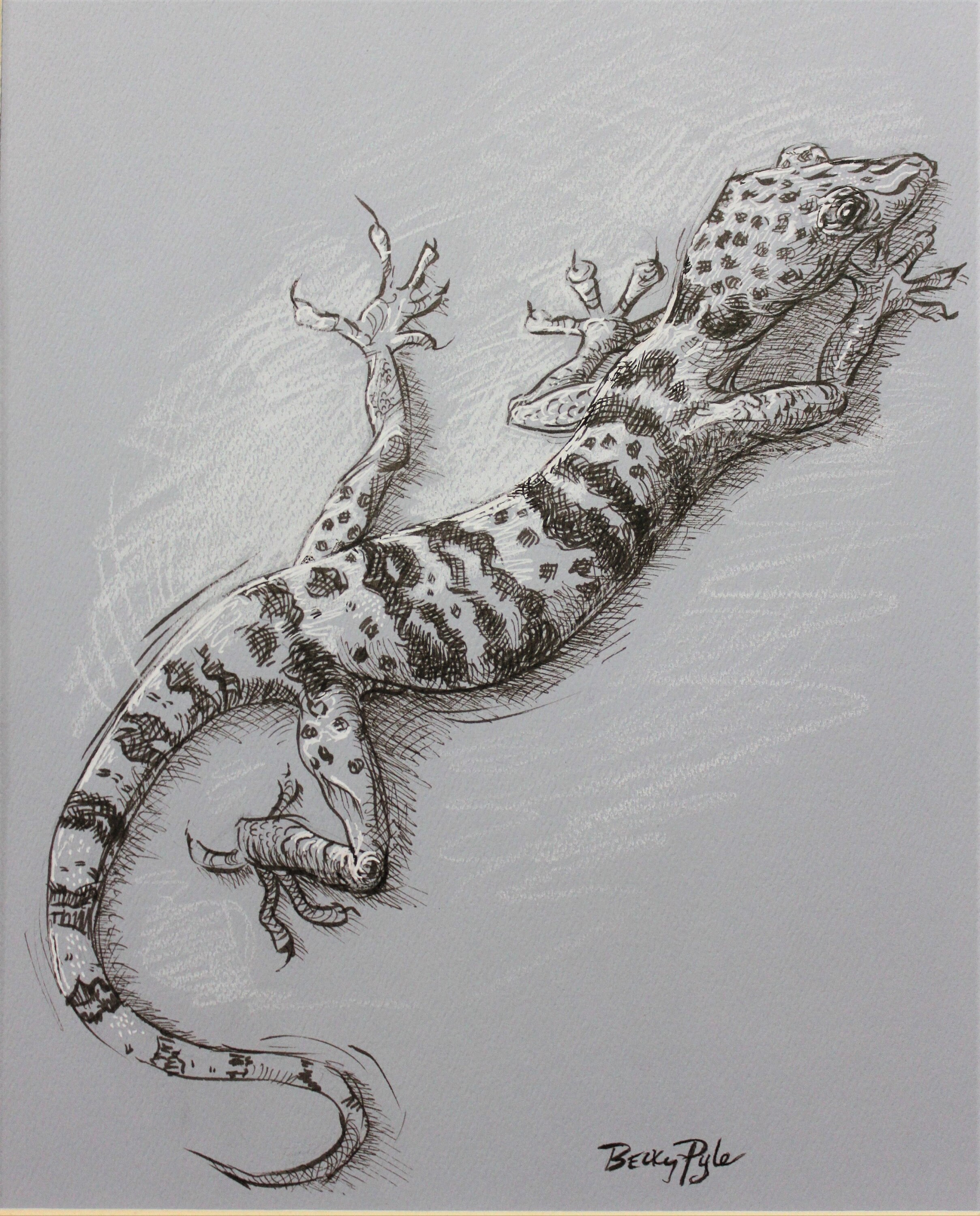 Lizard Drawing Pencil