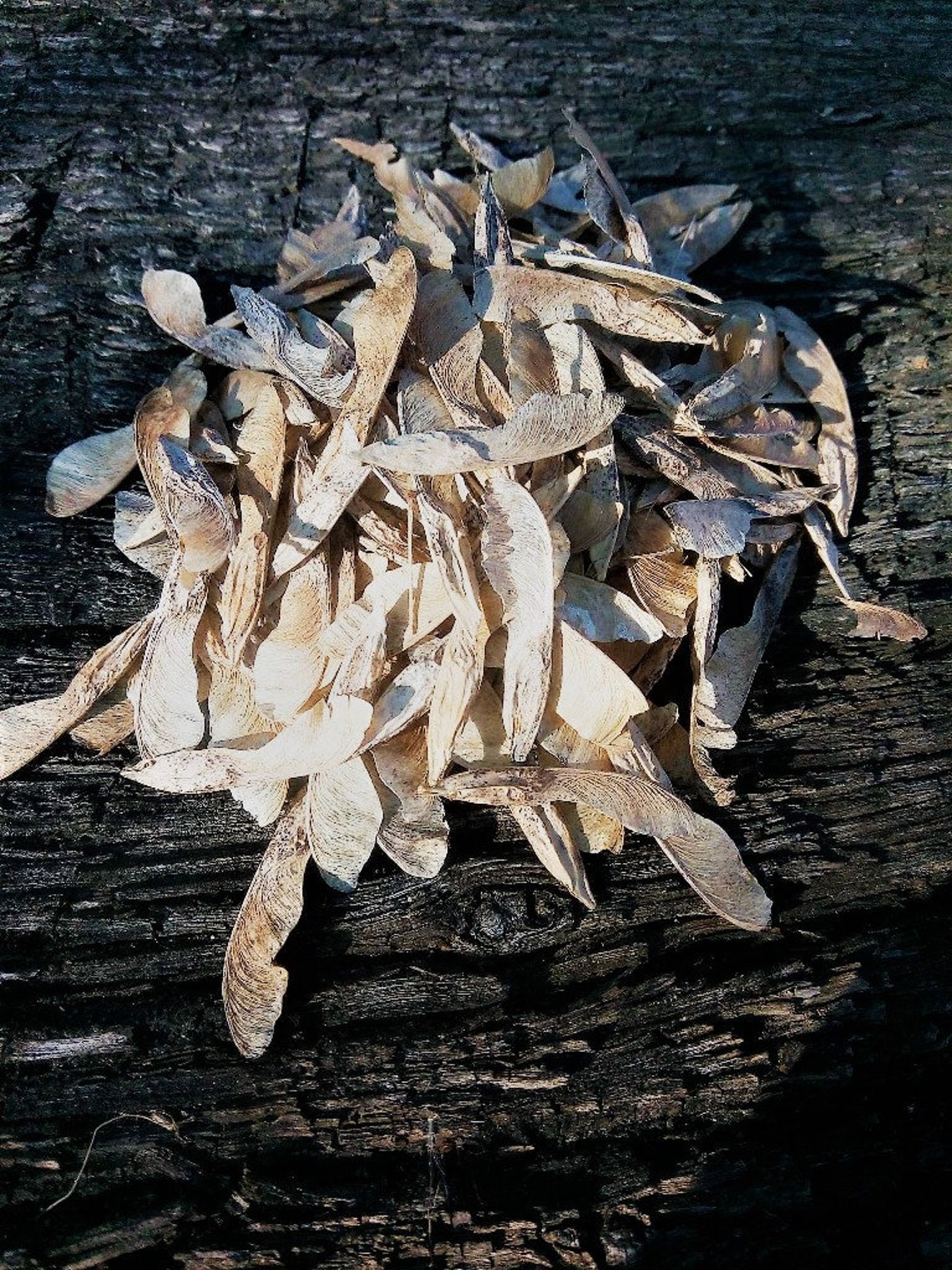 Dried Maple Wings Maple Seeds Helicopters 100pcs - Etsy
