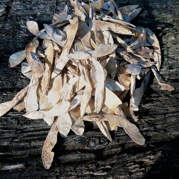 Maple Seed Pods - Etsy