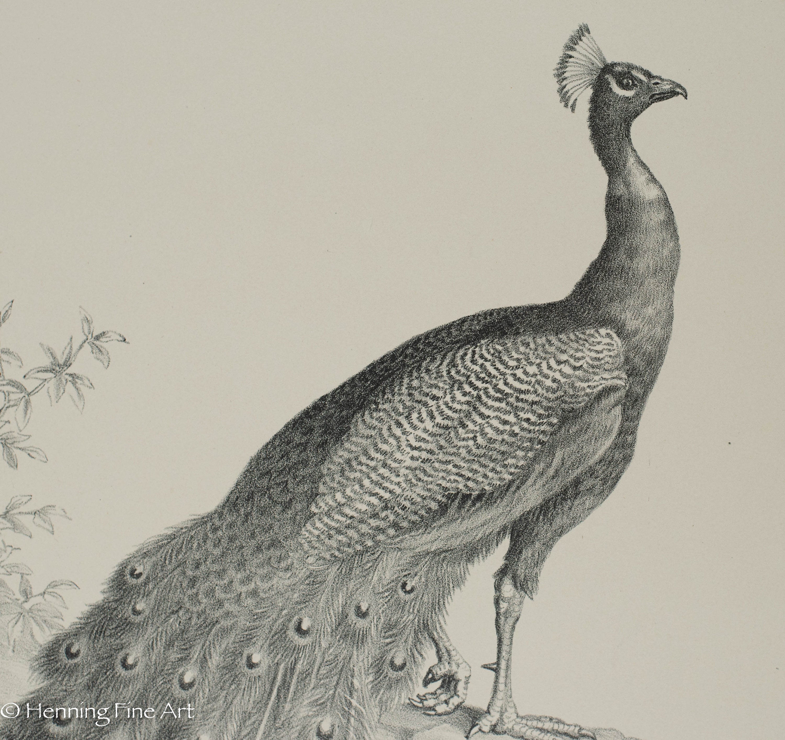 Rare Antique Peacock Lithograph 1890's by Allison & Kurz FINE! 2 - Etsy