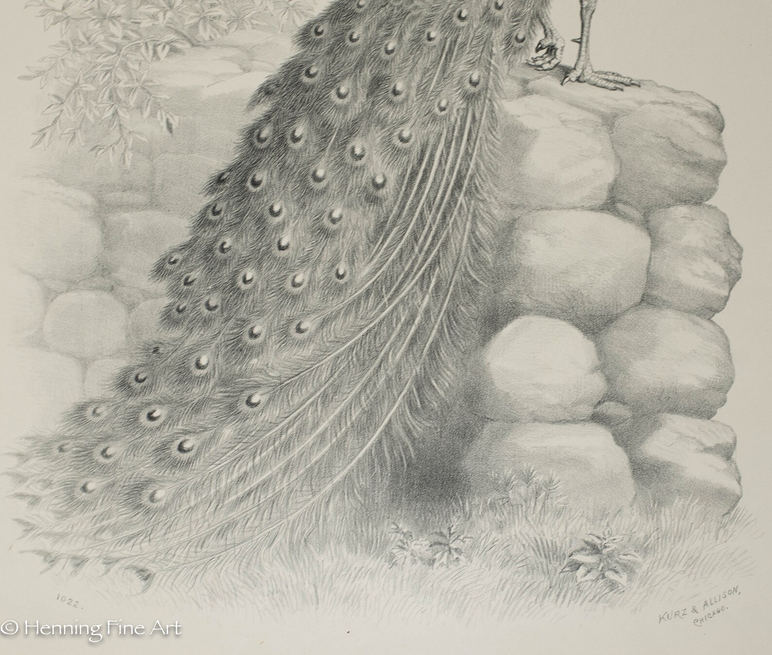 Rare Antique Peacock Lithograph 1890's by Allison & Kurz FINE! 2 - Etsy