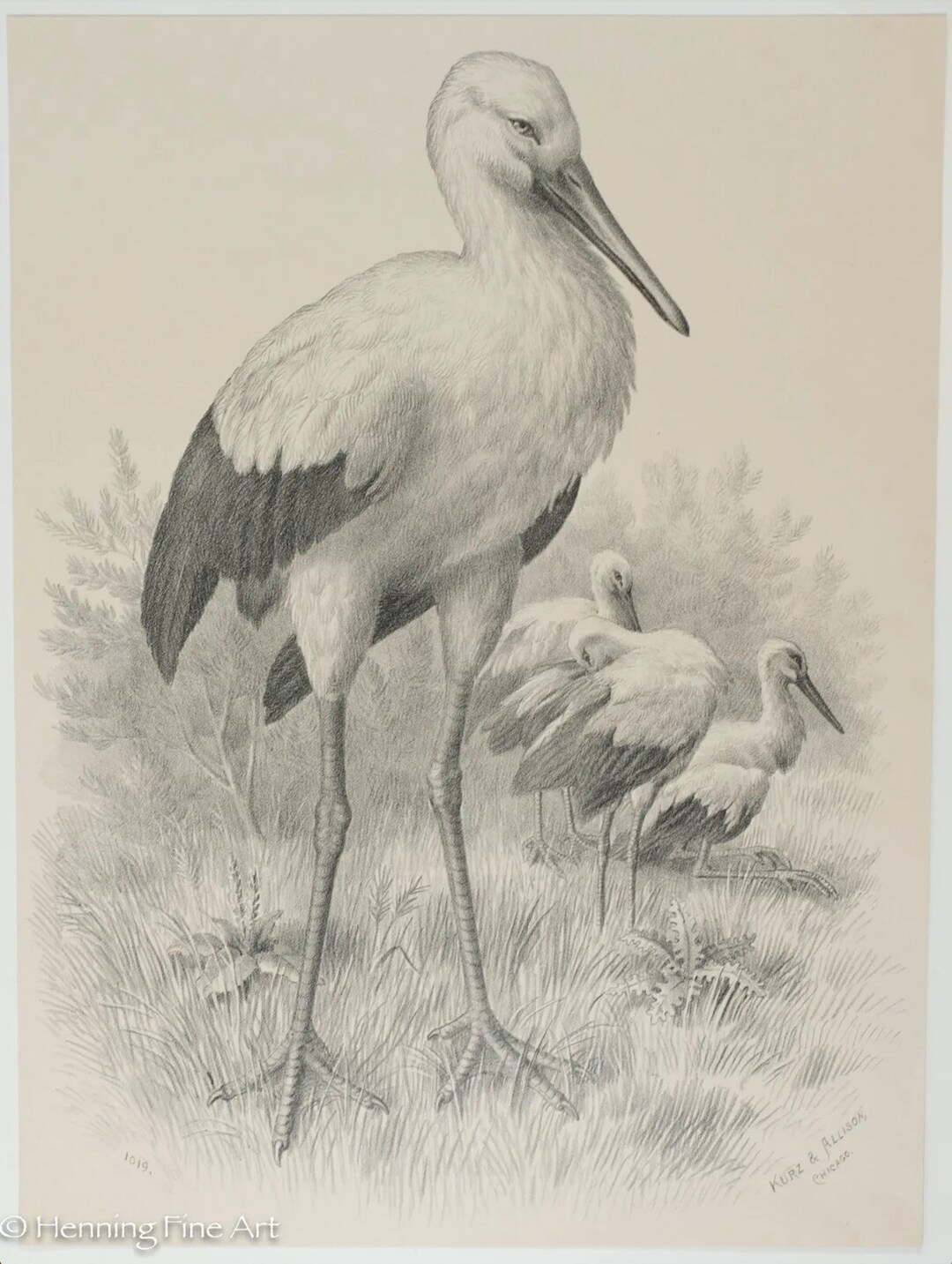 Rare Antique Stork Wildlife Lithograph 1890's by Allison & Kurz FINE ...