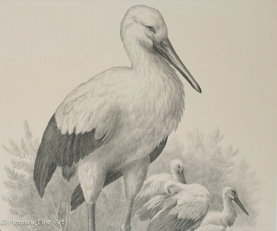 Rare Antique Stork Wildlife Lithograph 1890's by Allison & Kurz FINE ...