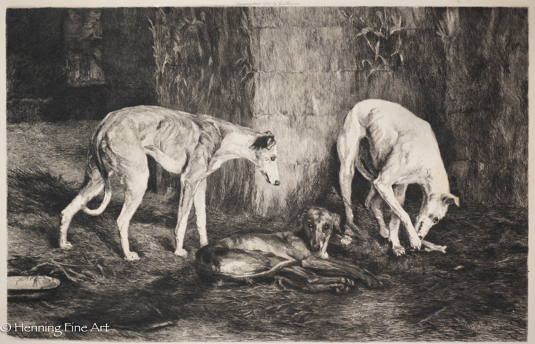 Beautiful Antique Etching of Greyhound Dogs 1893 George Barrie, Fine ...