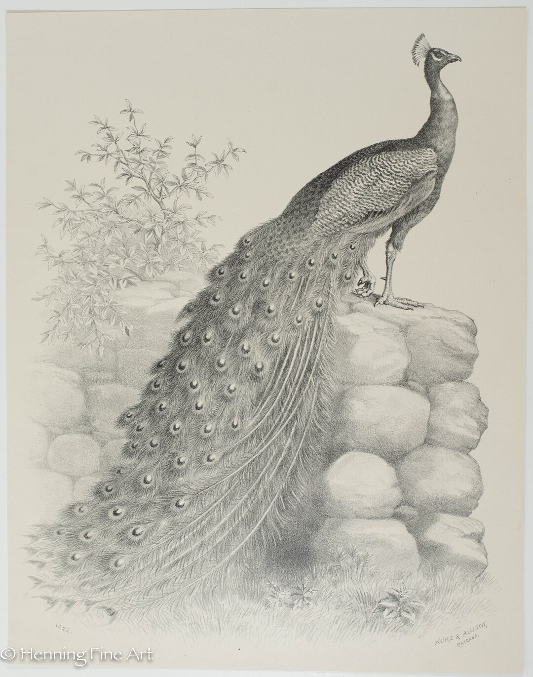 Rare Antique Peacock Lithograph 1890's by Allison & Kurz FINE! 2 - Etsy
