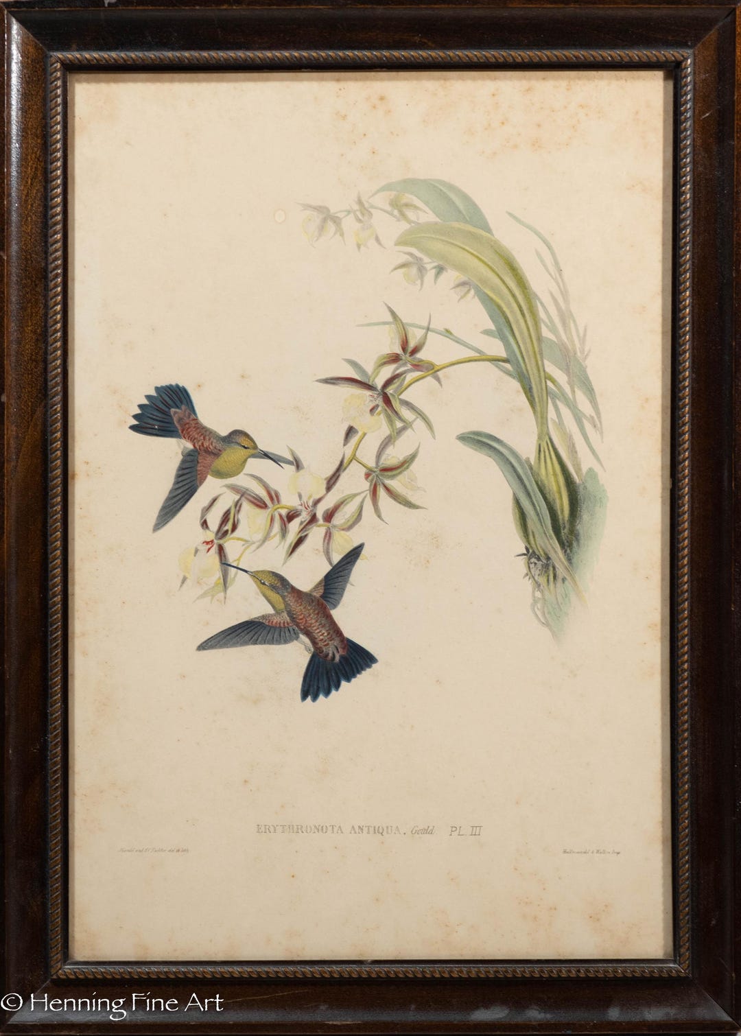 Stunning Antique Lithograph of Hummingbirds by John Gould Original ...