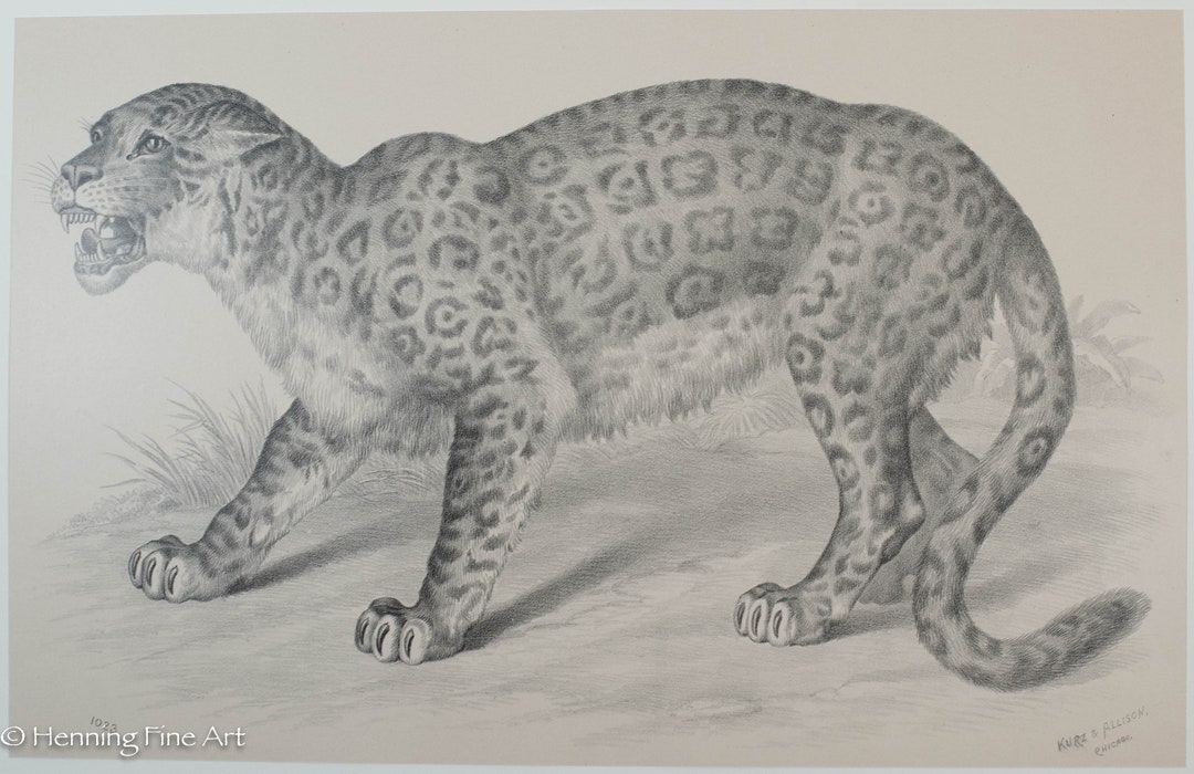Rare Antique Jaguar Lithograph 1890's by Allison & Kurz FINE! 2 - Etsy