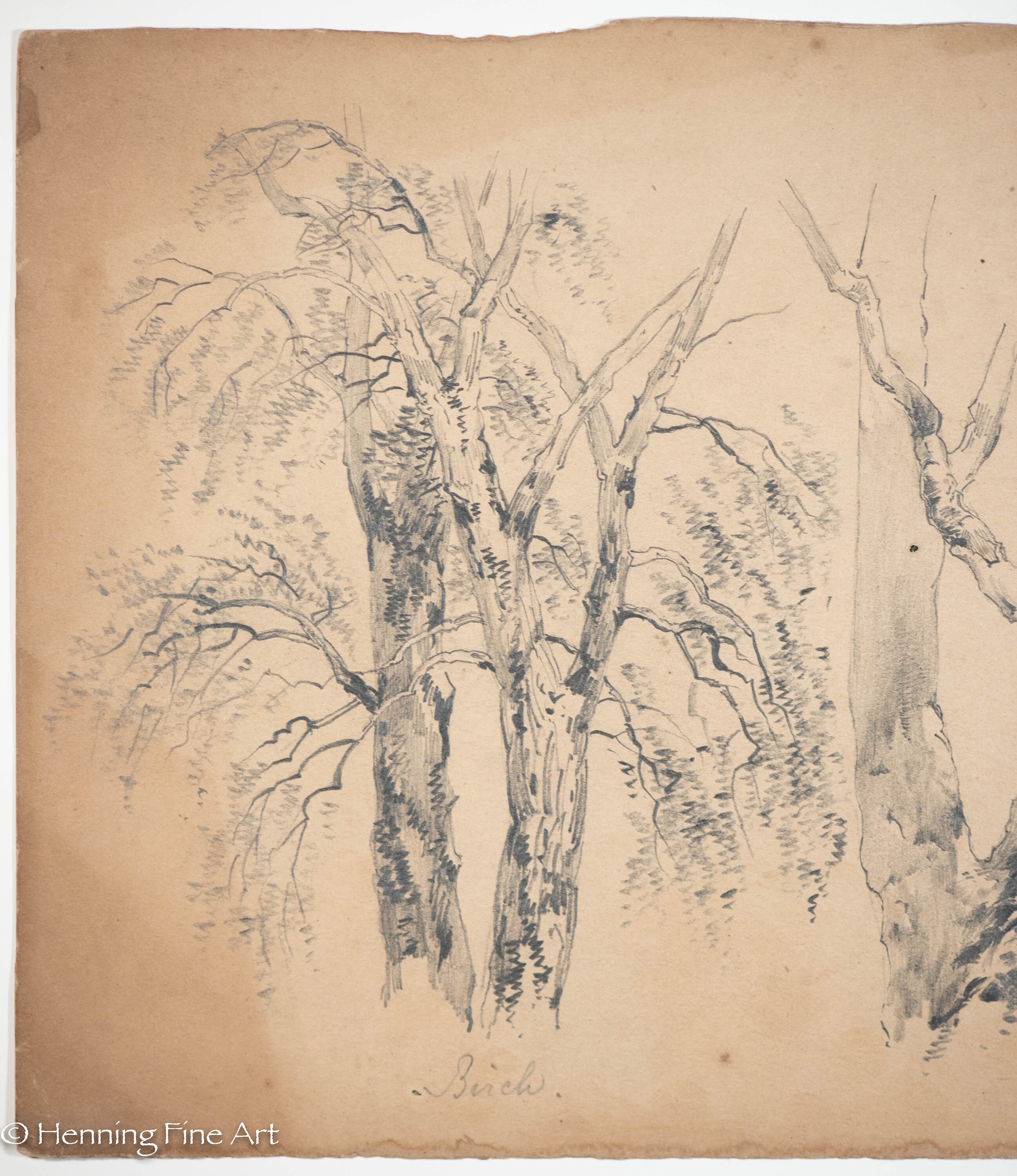 Beautiful Antique Pencil Drawing of Birch and Beech Tree Initialed 1852 ...