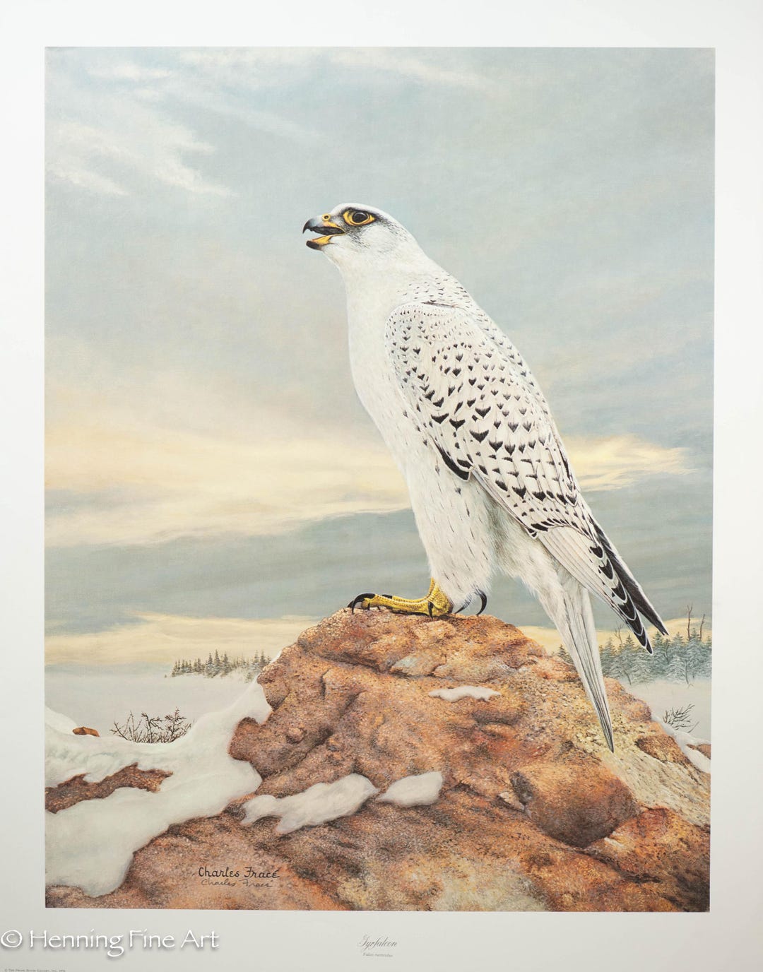 Beautiful Charles Frace Signed Lithograph Gyrfalcon, Fine 29.75 X 24 ...