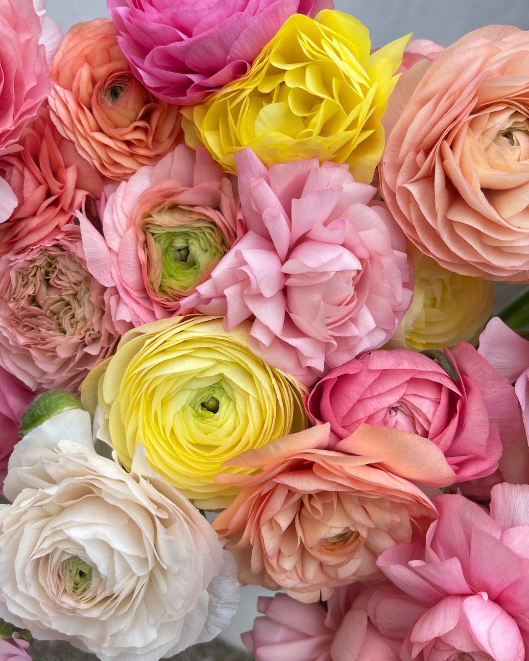 Amandine Pastel Ranunculus Large 5/6 Corms - Etsy