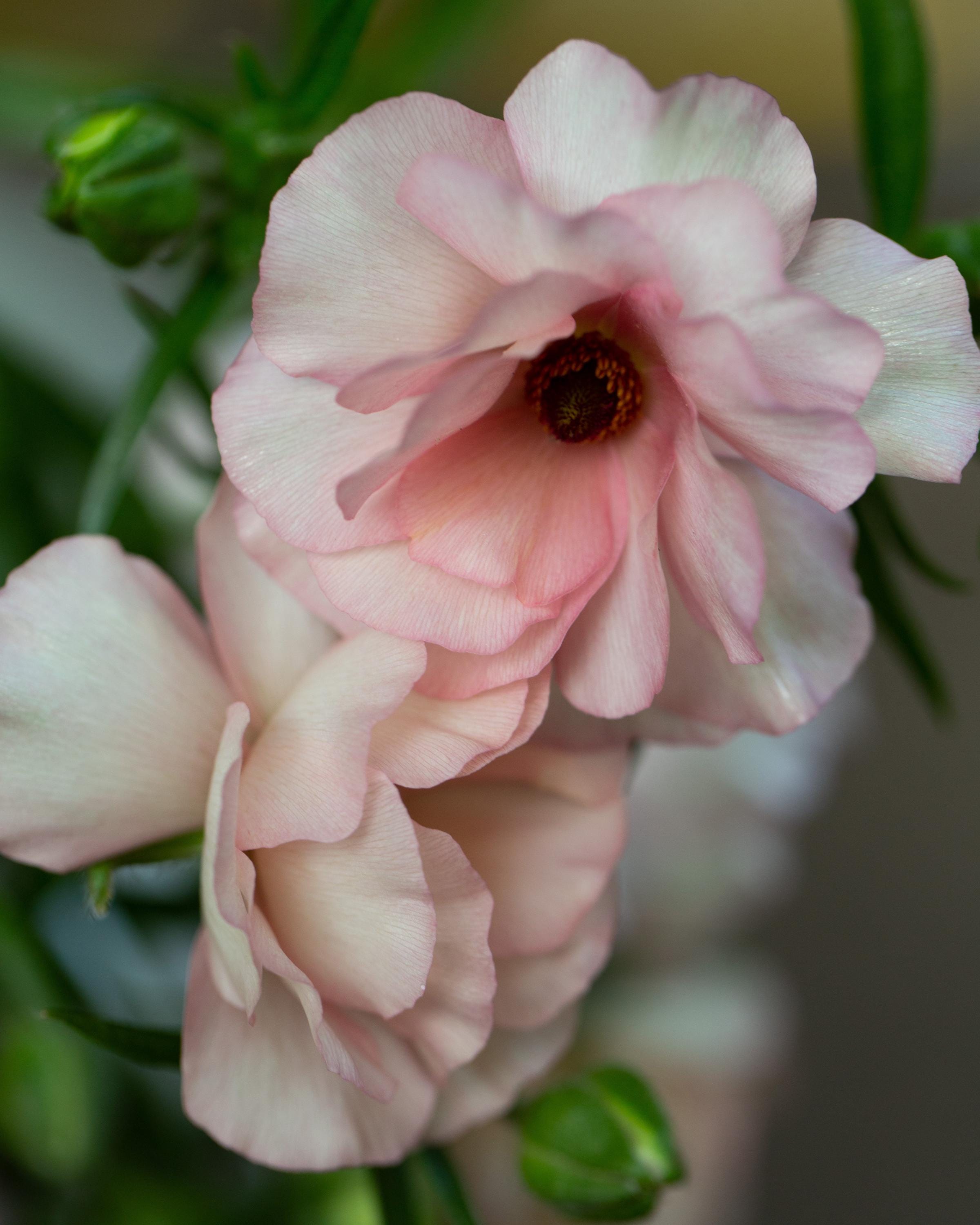 Butterfly Ariadne Ranunculus Large Corms - Etsy