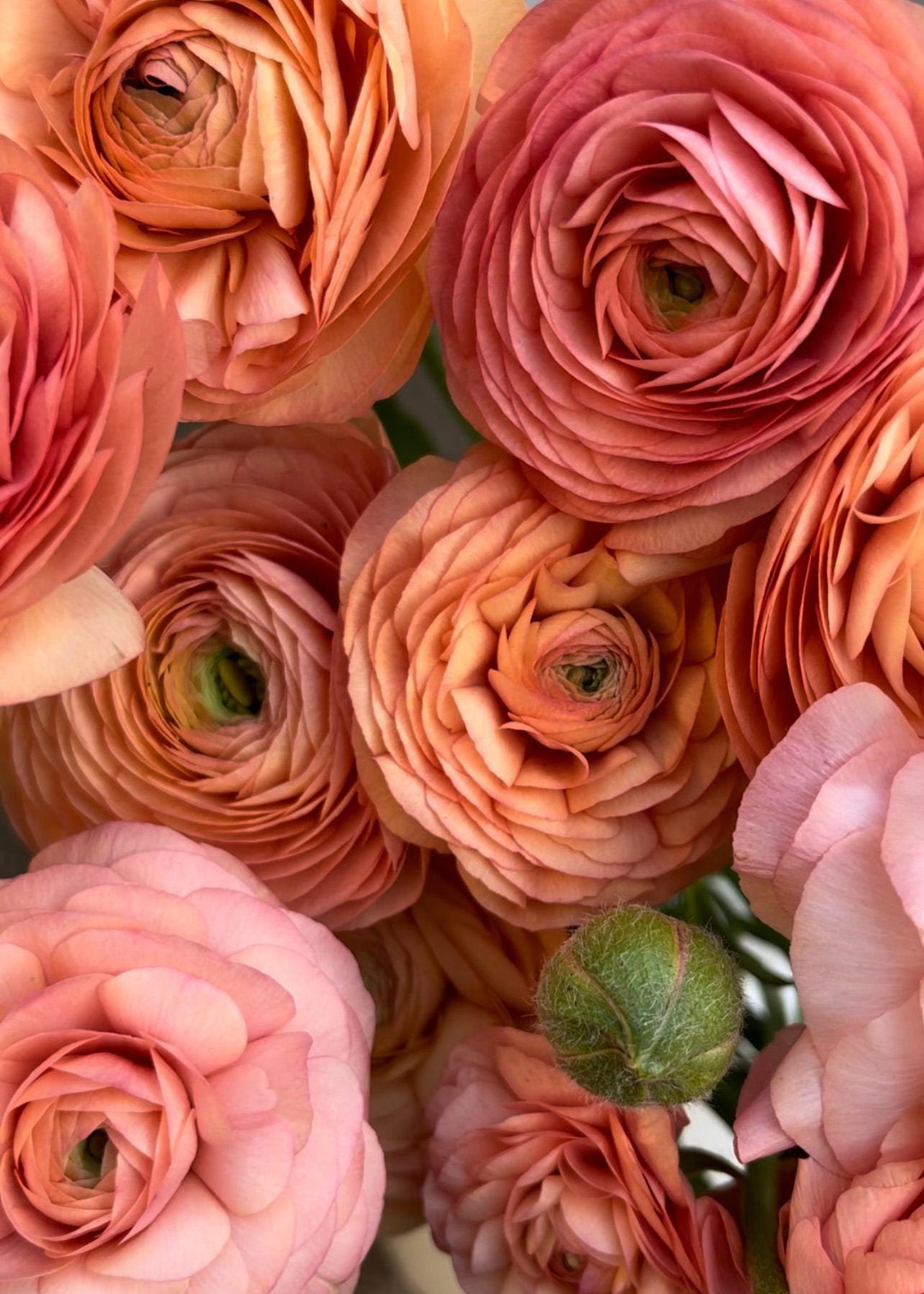 15 Amandine Salmon Ranunculus Corms - Etsy