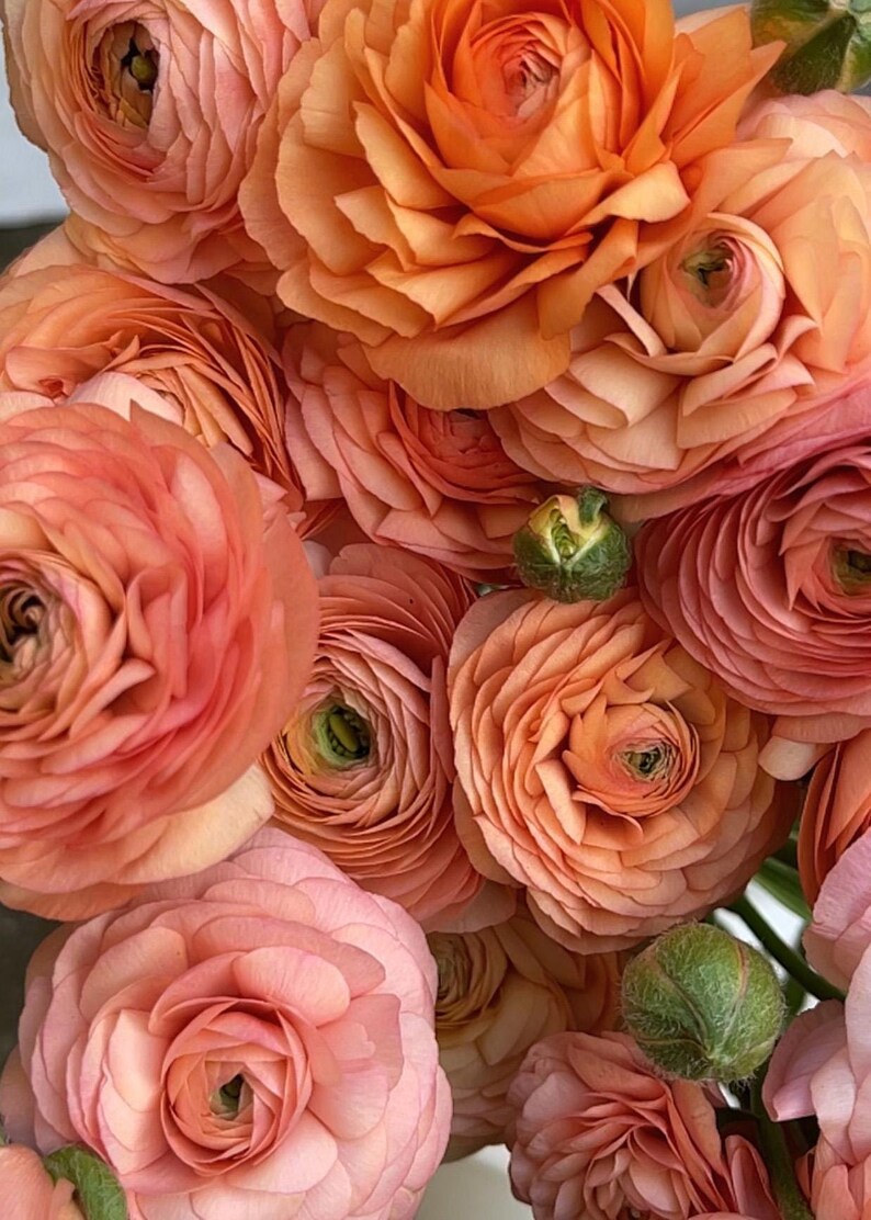 15 Amandine Salmon Ranunculus Corms - Etsy