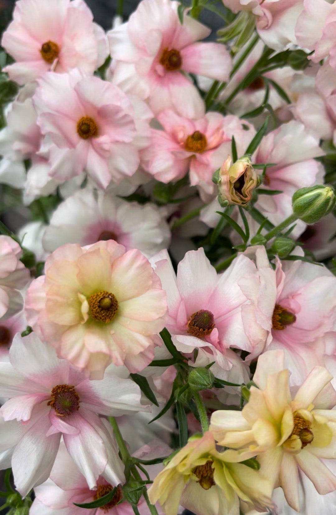 Butterfly Ariadne Ranunculus Large Corms - Etsy