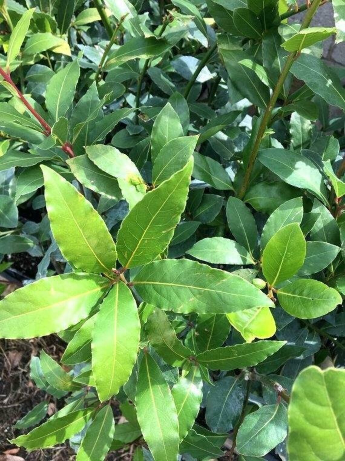 Organic Bay leaf Bay laurel Laurus nobilis Fresh 5x Extract | Etsy