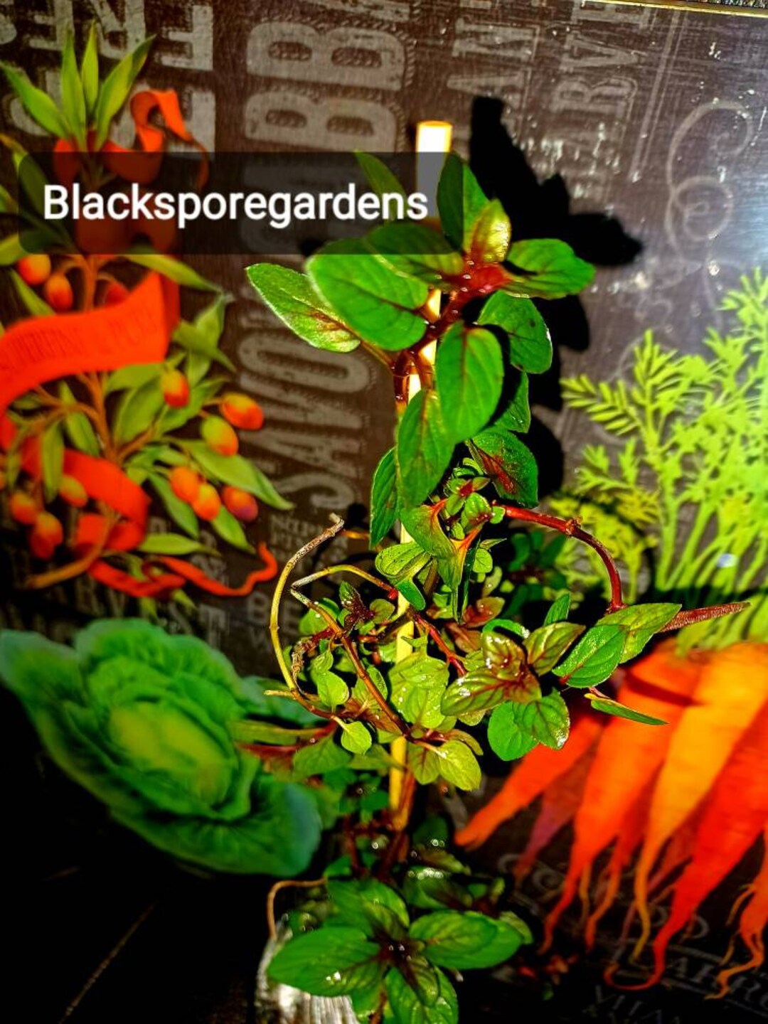 Chocolate Mint Live Plant 15 Inch Organic Free Gifts Included Same ...