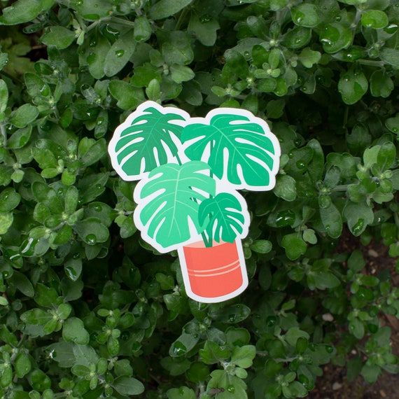 Monstera Plant Sticker / Vinyl Decal / Deliciosa - Etsy