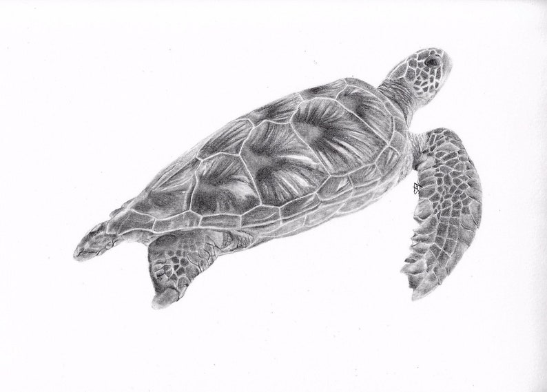 Green Sea Turtle Original Graphite Pencil Drawing - Etsy