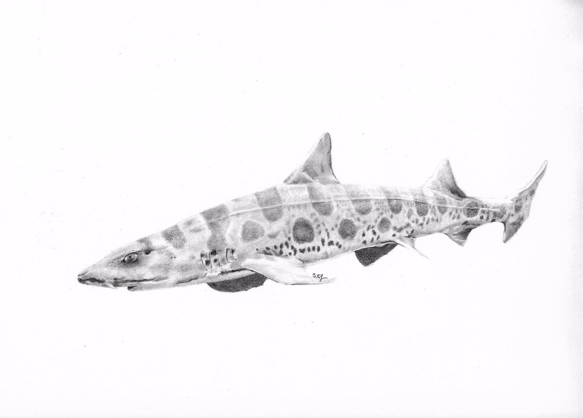 Leopard Shark Drawing