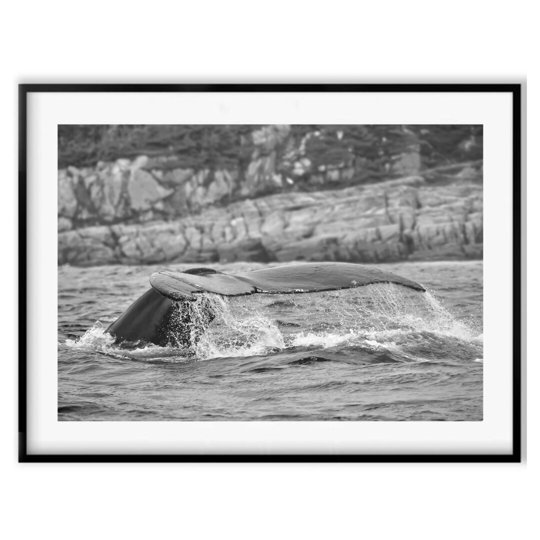 Humpback Whale Black and White Landscape Photography Prints - Etsy