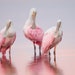 Roseate Spoonbills, Bird Photography, Florida Birds, Pink Sunset ...