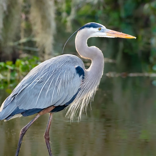 Bird Photography Great Blue Heron Florida Photography - Etsy