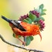 Hawaii Birds, ʻi'iwi, Bird Photography, Maui Bird, Nature Photo ...