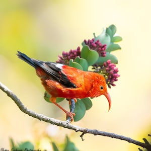 Hawaii Bird Print, ʻi'iwi, Bird Photography, Maui Bird, Hawaiian ...