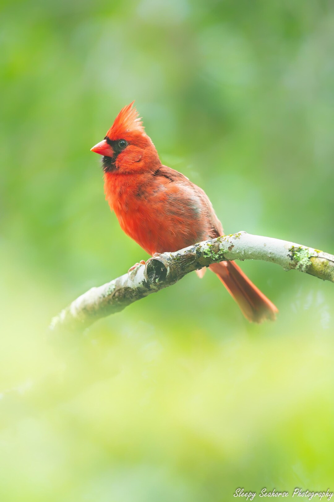 Bird Photography, Male Northern Cardinal, Red Bird, Nature Photography ...