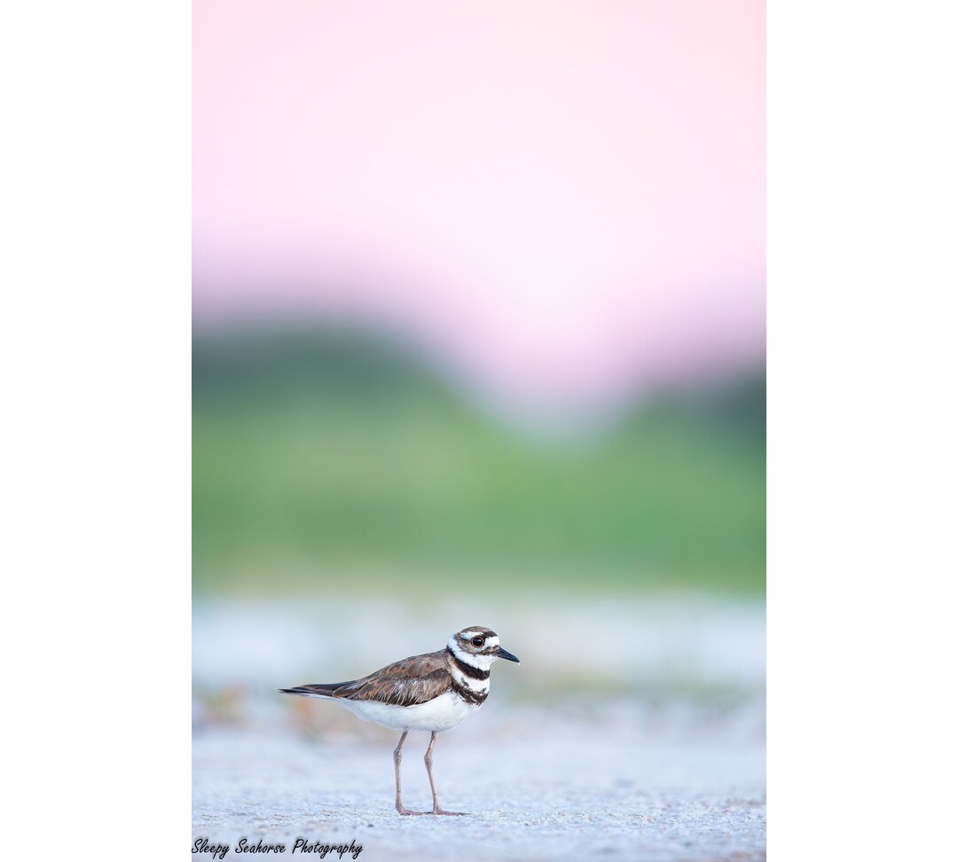 Bird Photography, Killdeer, Florida Birds, Pink Sunset, Beach Birds ...
