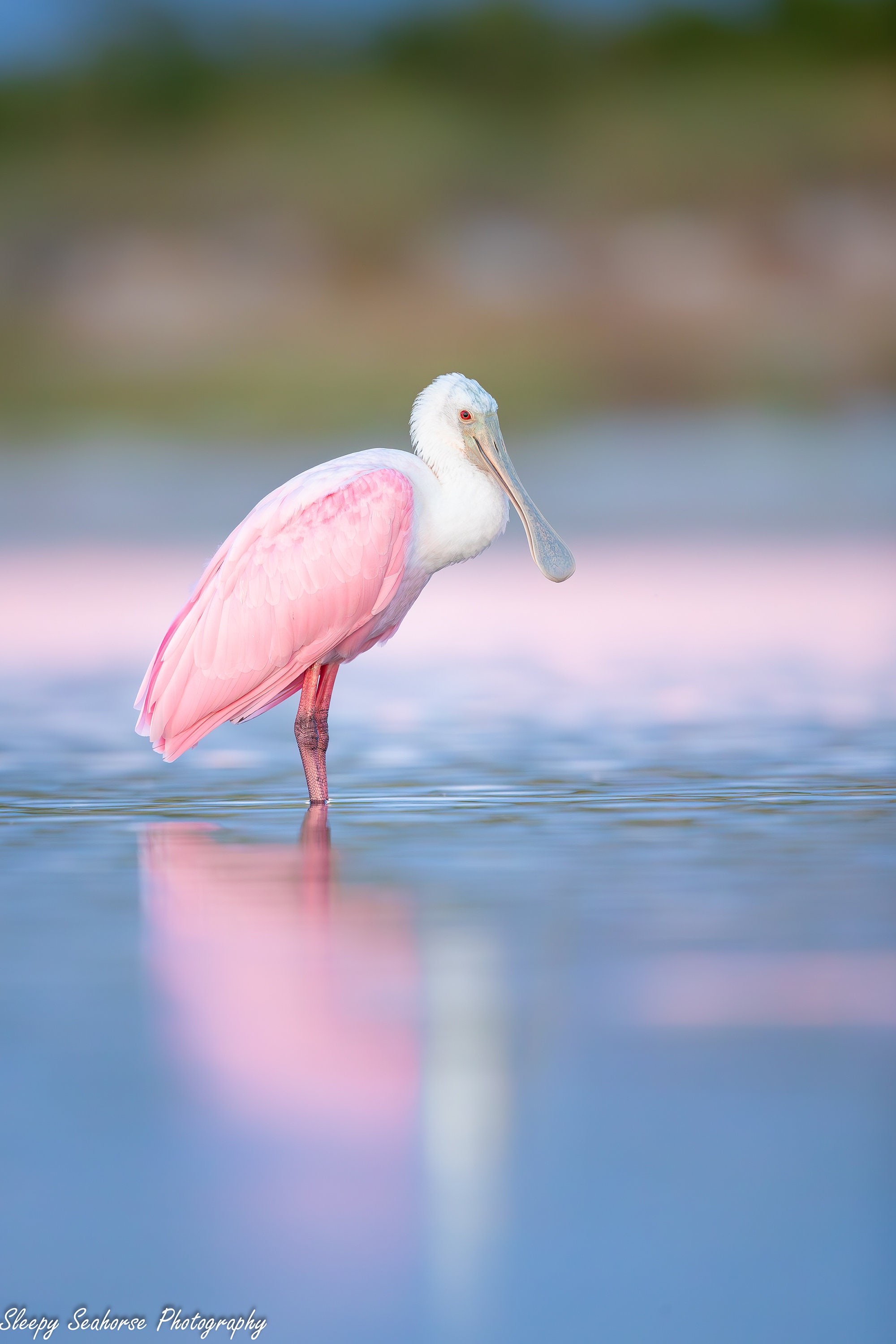 Roseate Spoonbill Photo Bird Photography Pink Reflection - Etsy