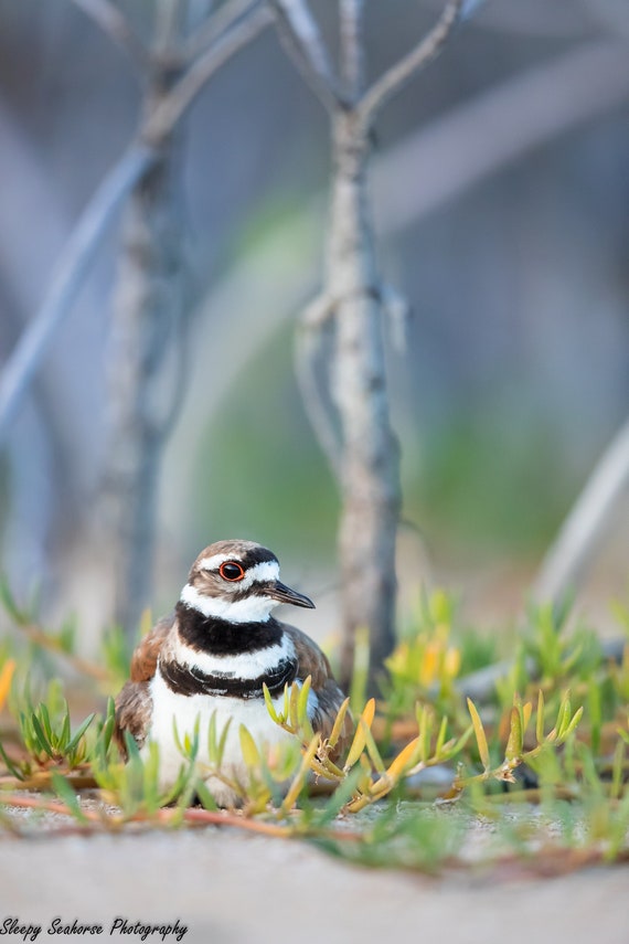 Bird Photography Killdeer Florida Birds Beach Print Beach - Etsy