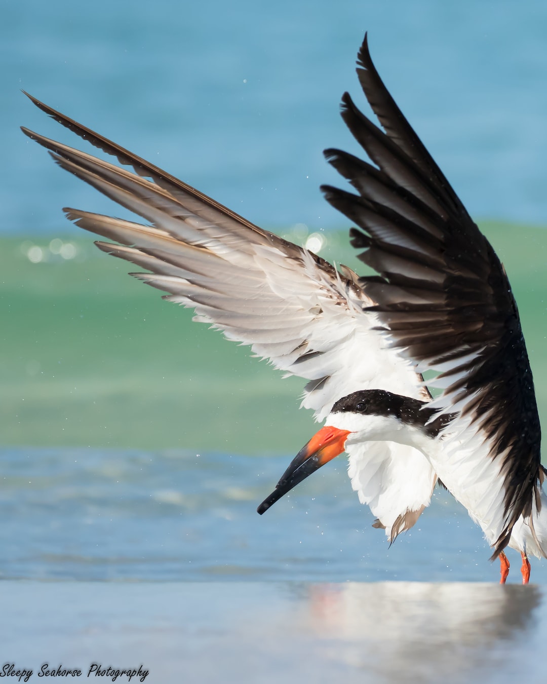 Bird Photography, Black Skimmer, Beach Photo, Beach Wall Art, Florida ...