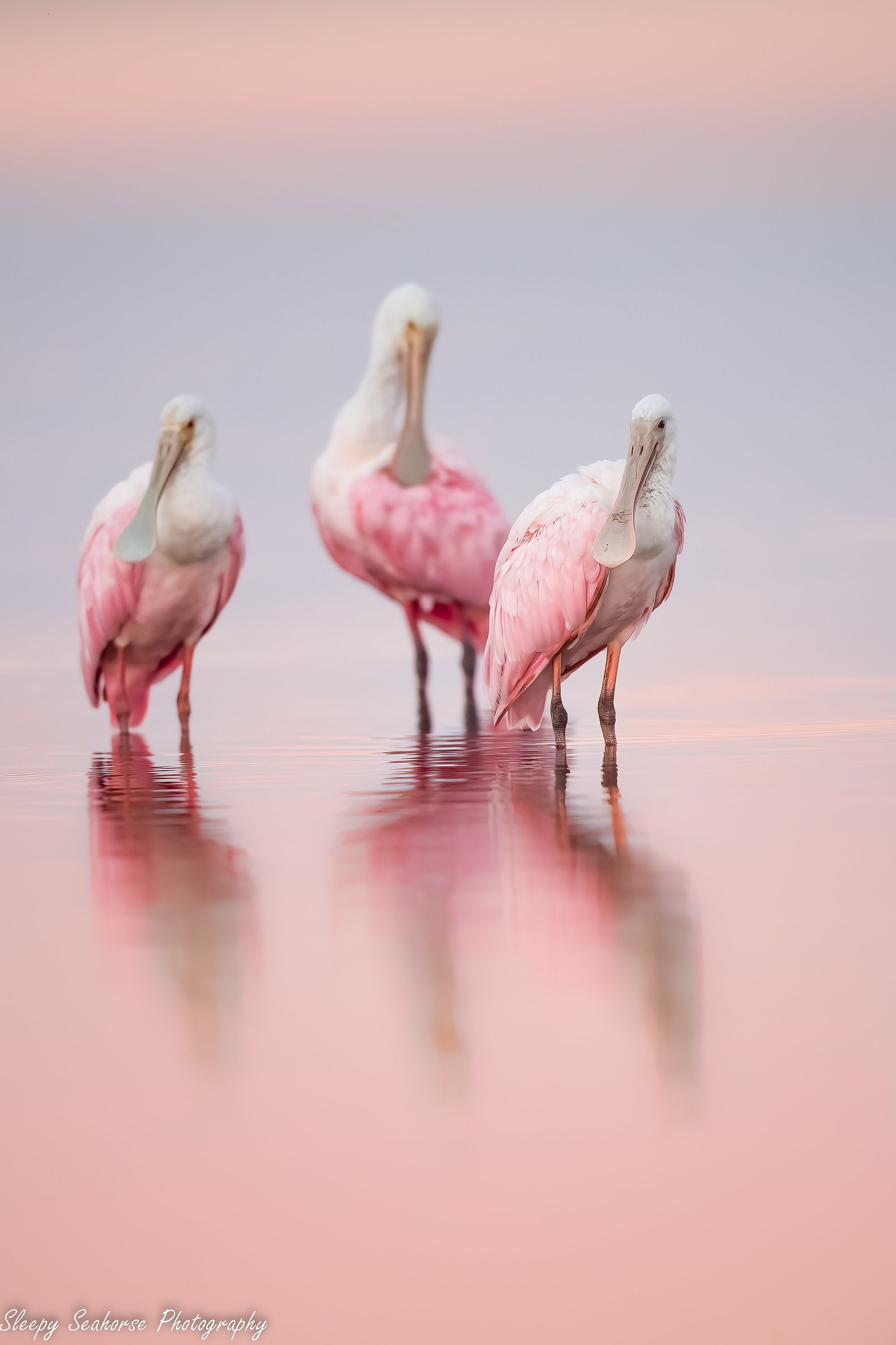 Roseate Spoonbills, Bird Photography, Florida Birds, Pink Sunset ...