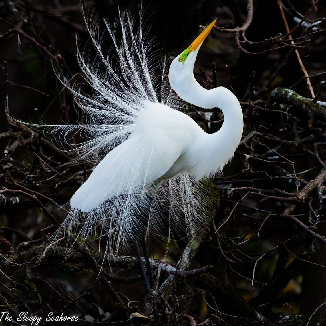 Bird Photography White Egret Great Egret Print Florida | Etsy