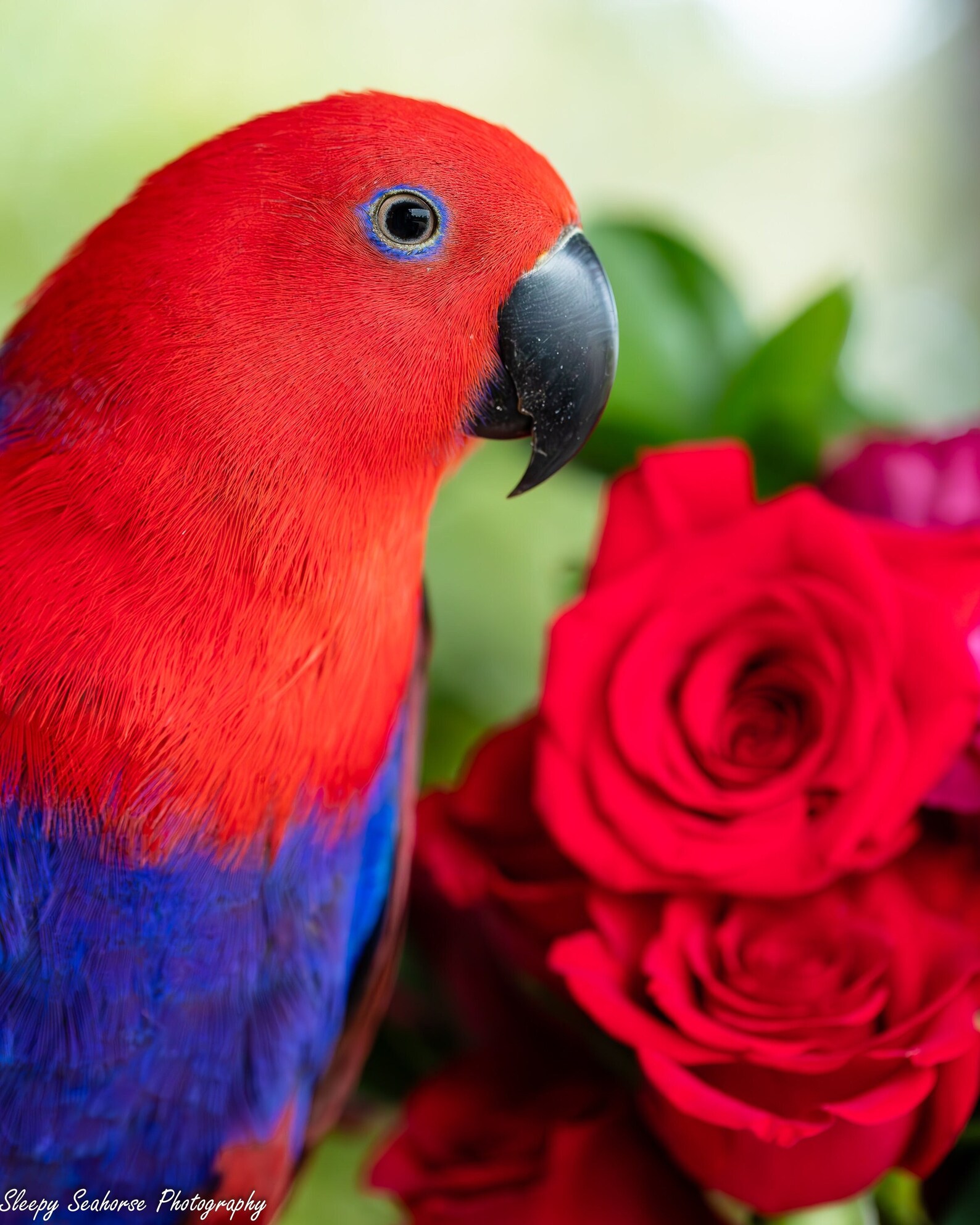 Eclectus Parrot, Bird Photography, Female Eclectus, Tropical Bird, Red ...