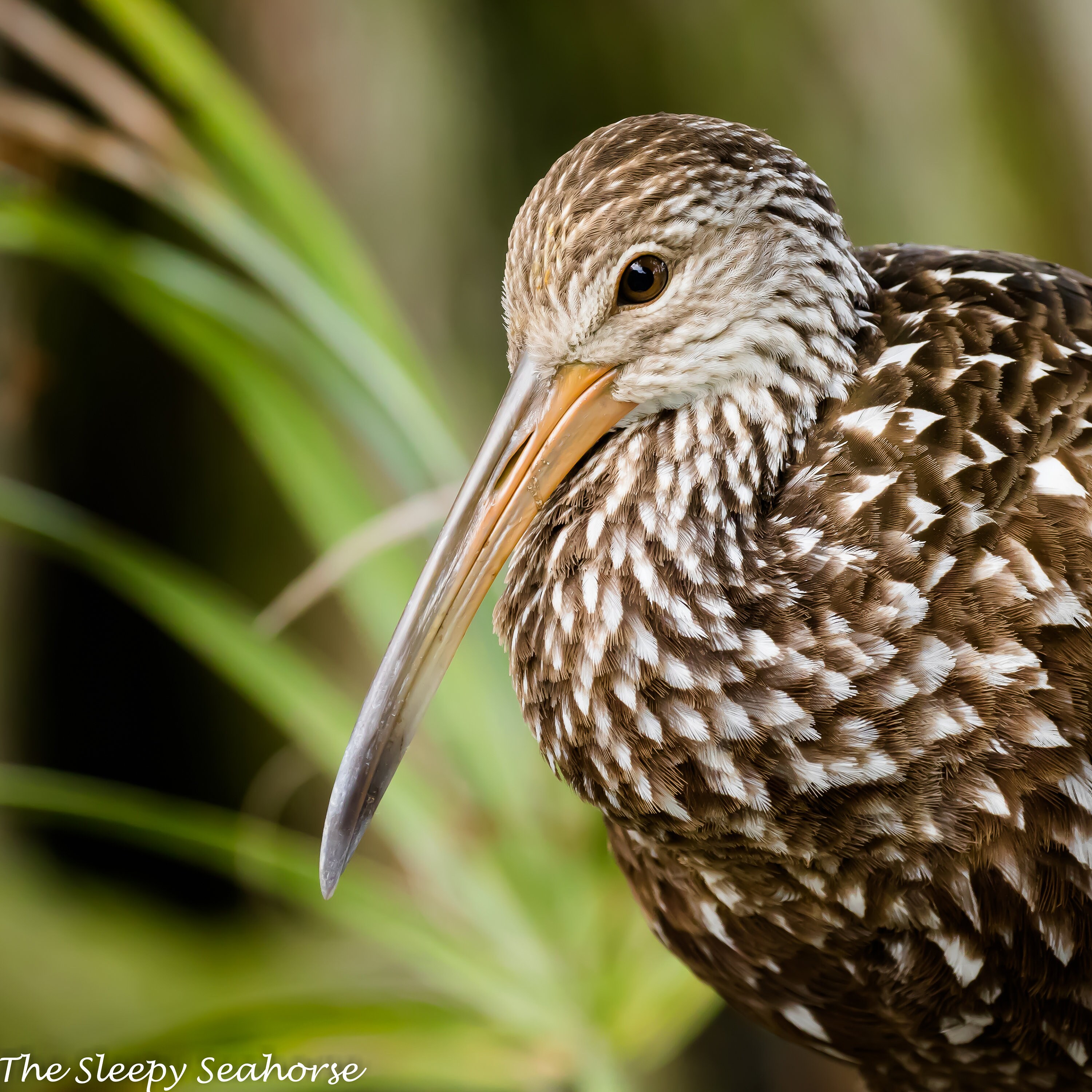 Bird Photography Limpkin Florida Photography Nature Photo - Etsy