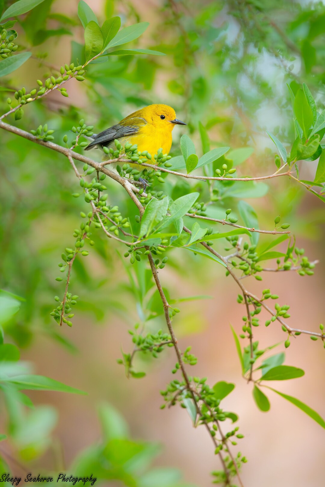 Bird Photography, Prothonotary Warbler Photo, Canvas Gallery Wrap ...