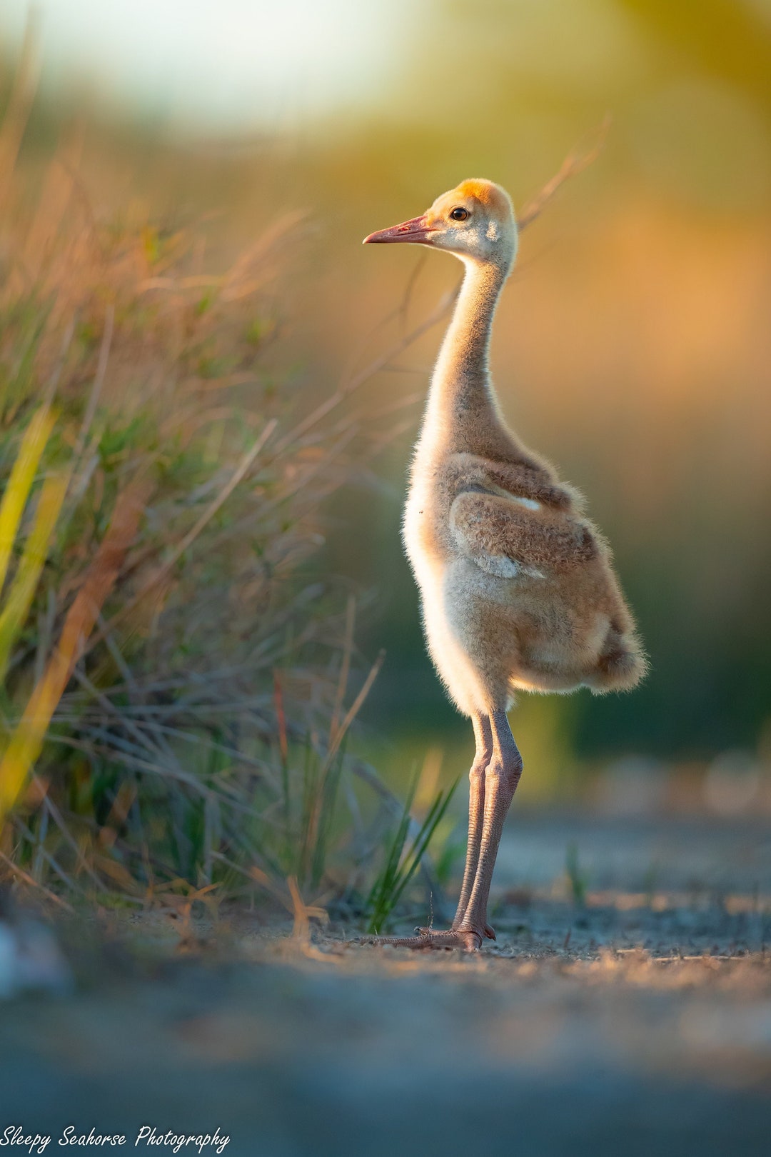 Sandhill Crane Colt, Bird Photography, Florida Birds, Sandhill Crane ...