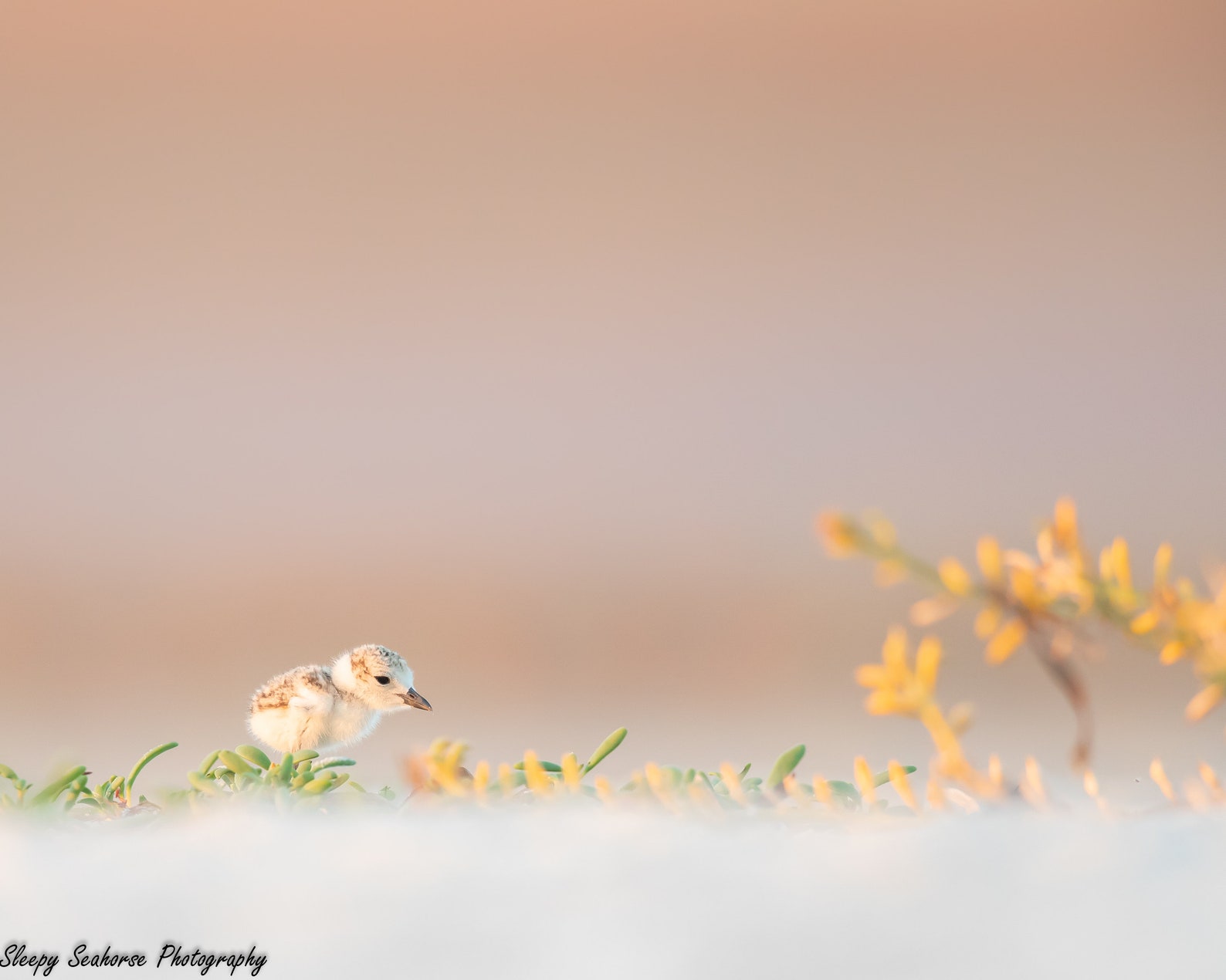 Baby Bird Photo, Florida Birds, Plover Chick, Beach Print, Florida ...
