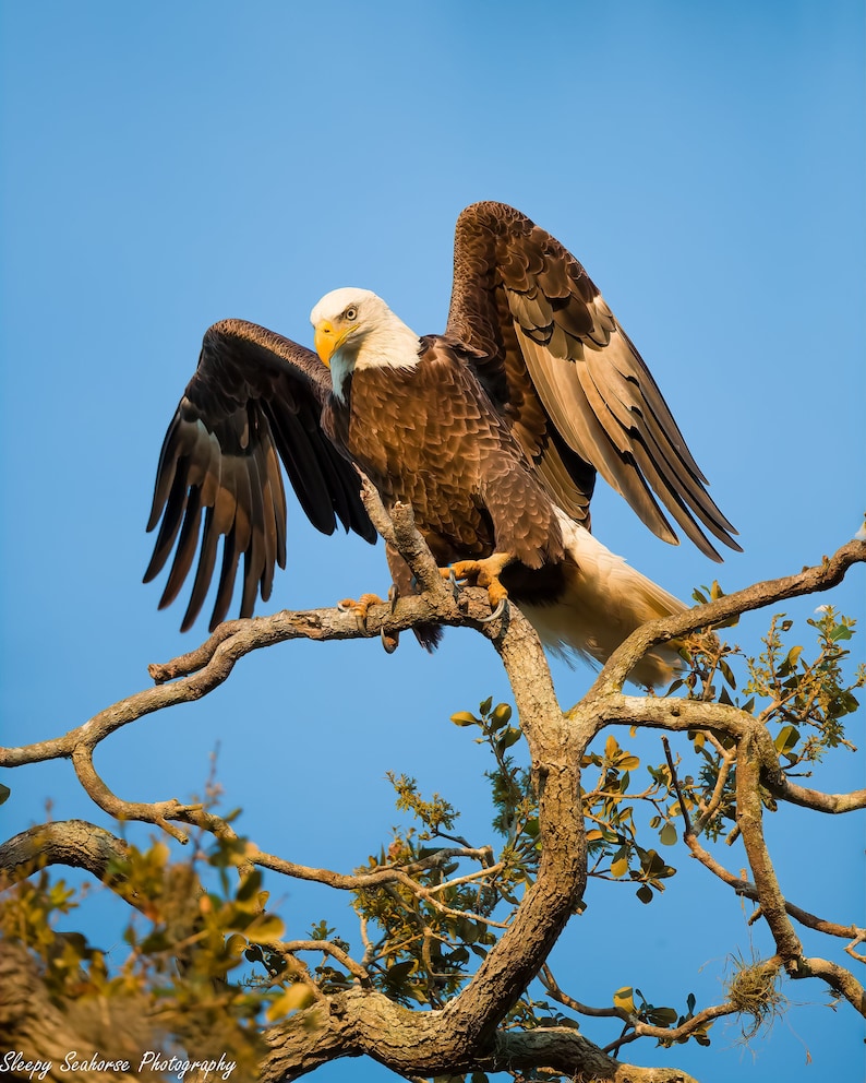 Bald Eagle Photo Raptor Bird Photography Birds of Prey - Etsy