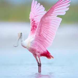 Roseate Spoonbill, Bird Photography, Florida Birds, Florida Beach ...