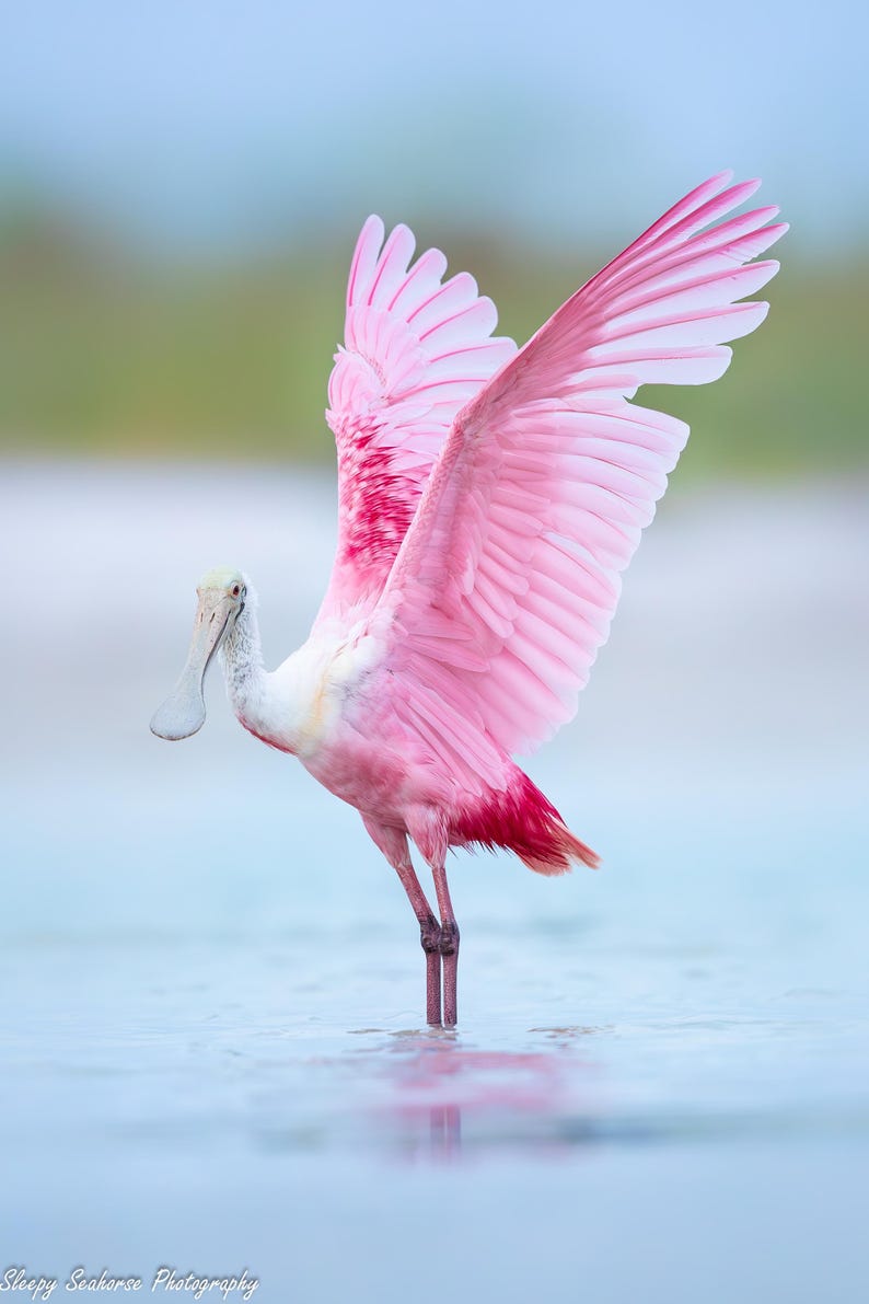 Roseate Spoonbill, Bird Photography, Florida Birds, Florida Beach ...