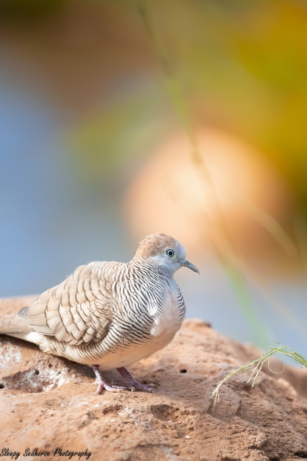 Zebra Dove, Hawaii Birds, Bird Photography, Maui Bird, Wildlife Print ...