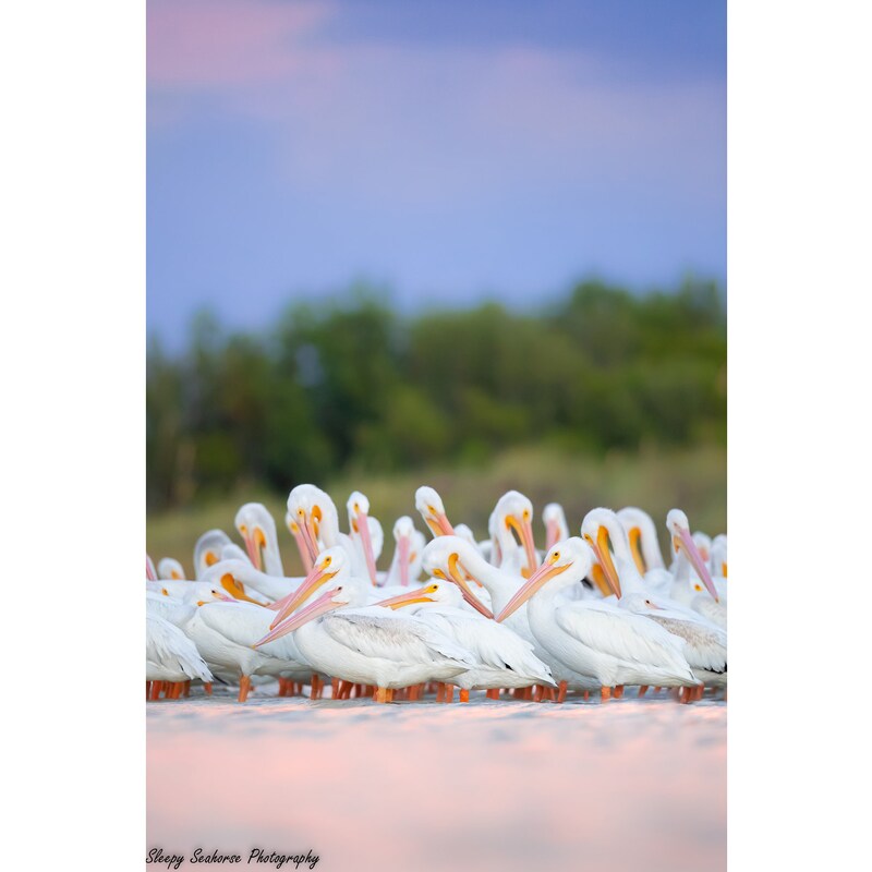 Purple Pelican - Etsy