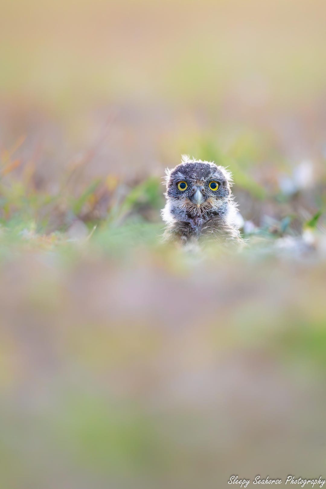 Baby Burrowing Owl, Bird Photography, Owlet Photo, Florida Photography ...