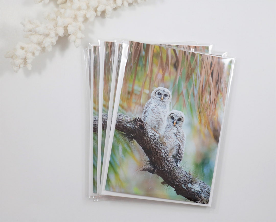Barred Owl Note Cards, Set of 5 Owl Notecards, Blank Cards, Bird ...