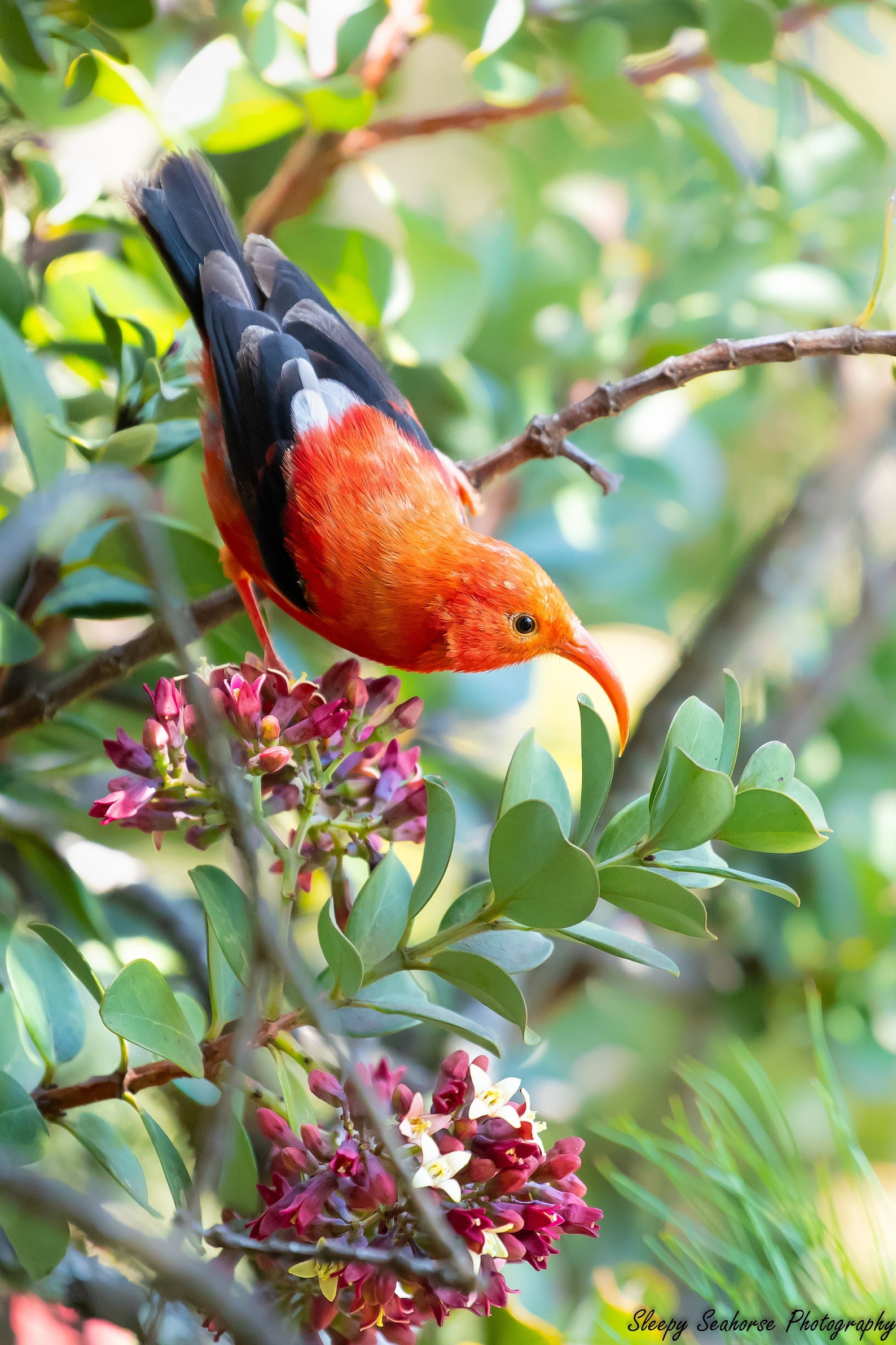 Hawaii Birds ʻi'iwi Bird Photography Maui Bird Nature - Etsy