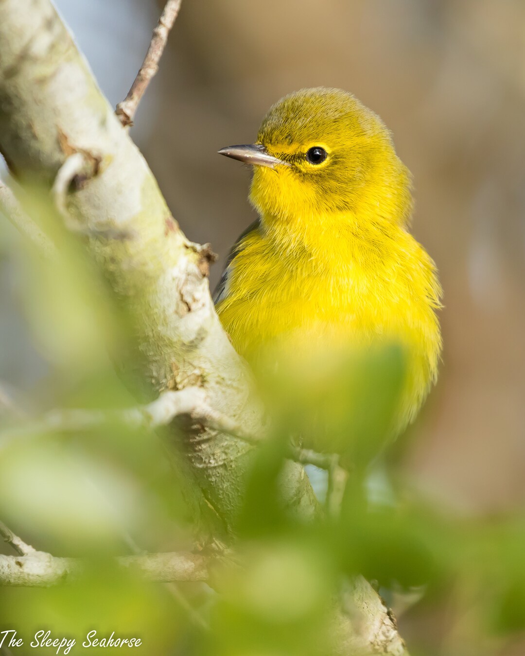 Bird Photography, Yellow Warbler Photo, Florida Birds, Nature Photo ...