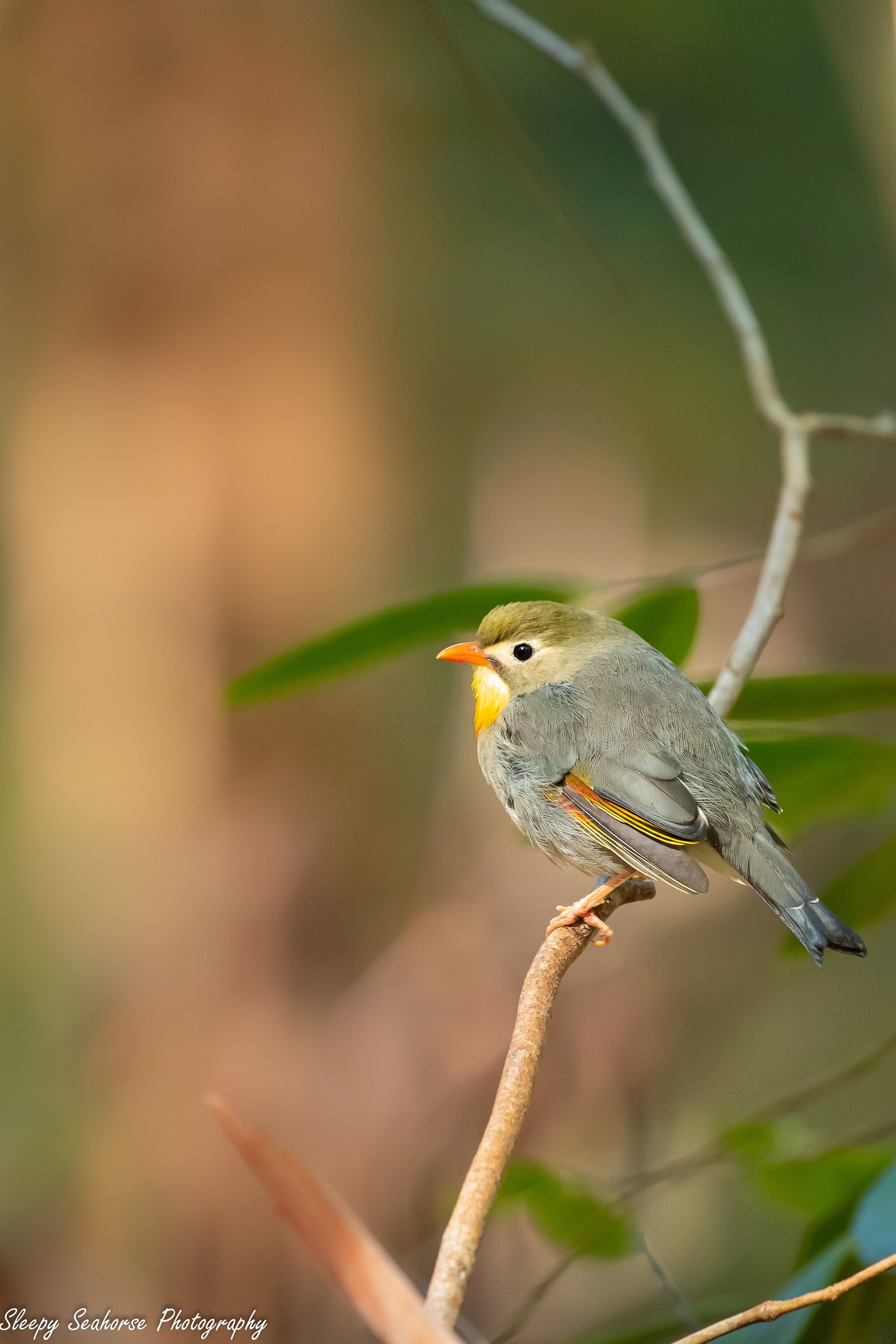 Red-billed Leiothrix Hawaii Birds Bird Photography Maui - Etsy